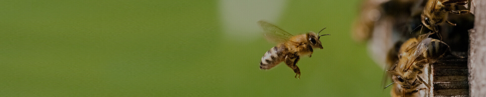 Bees Control Melbourne | Bee Removal Melbourne